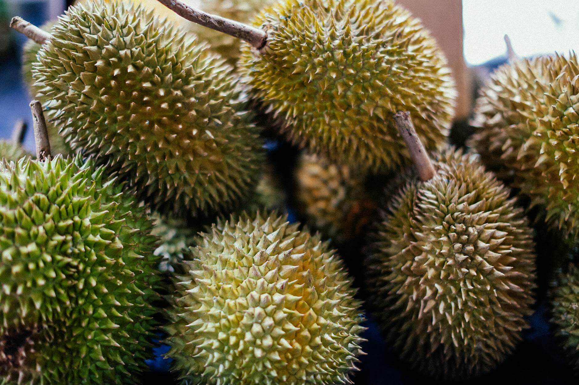 TUPAI KING DURIAN IN SINGAPORE: AUTHENTIC? | YourSiteName